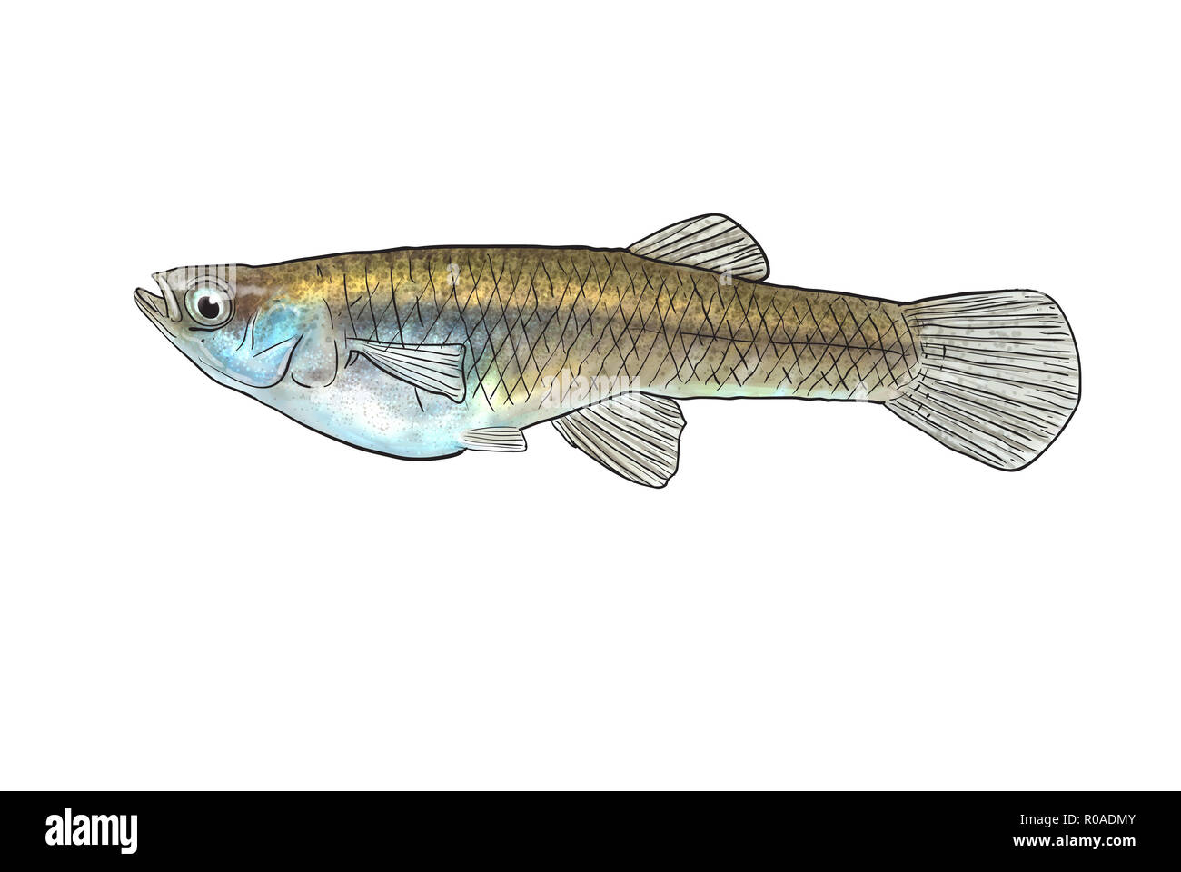 Digital illustration of freshwater fish, mosquitofish Stock Photo - Alamy
