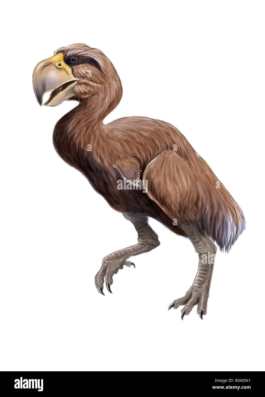 Gastornis illustration, ancient giant bird Stock Photo - Alamy