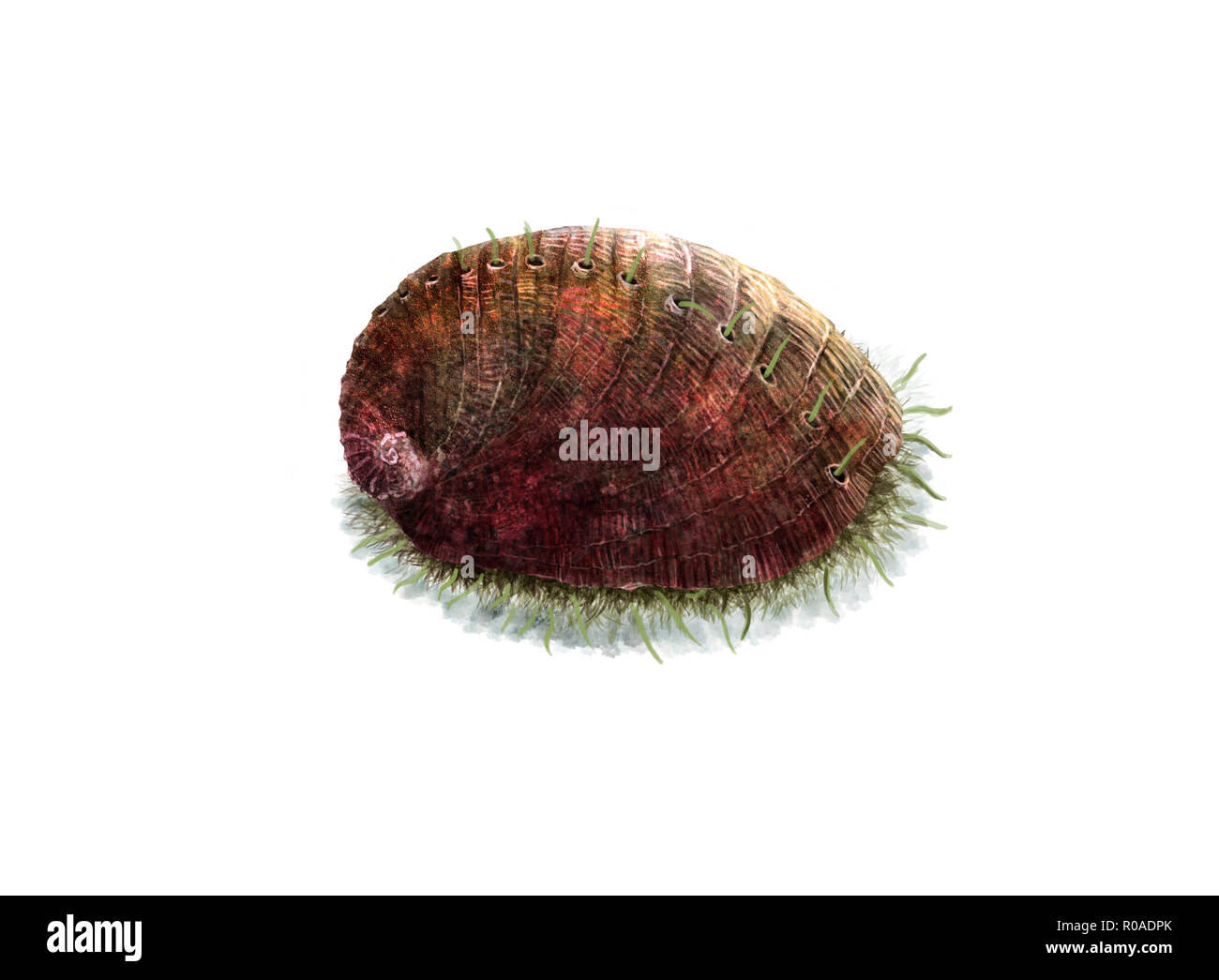 Digital illustration of a green ormer Stock Photo - Alamy