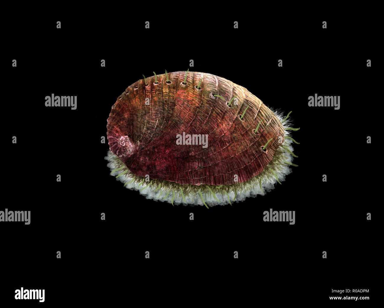 Abalone paua shellfish gastropod hi-res stock photography and images ...