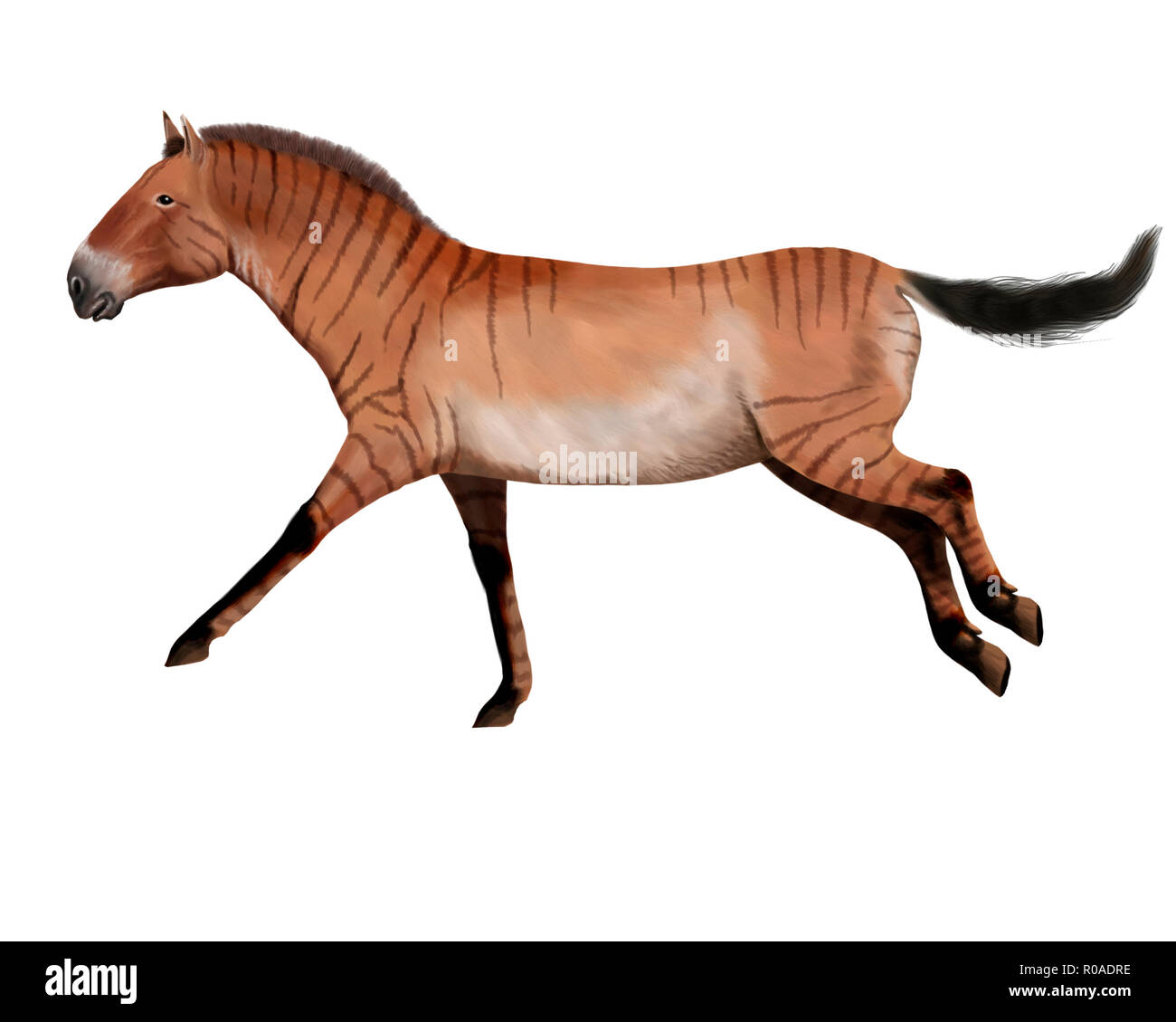 Hipparion, ancient horse digital illustration Stock Photo - Alamy