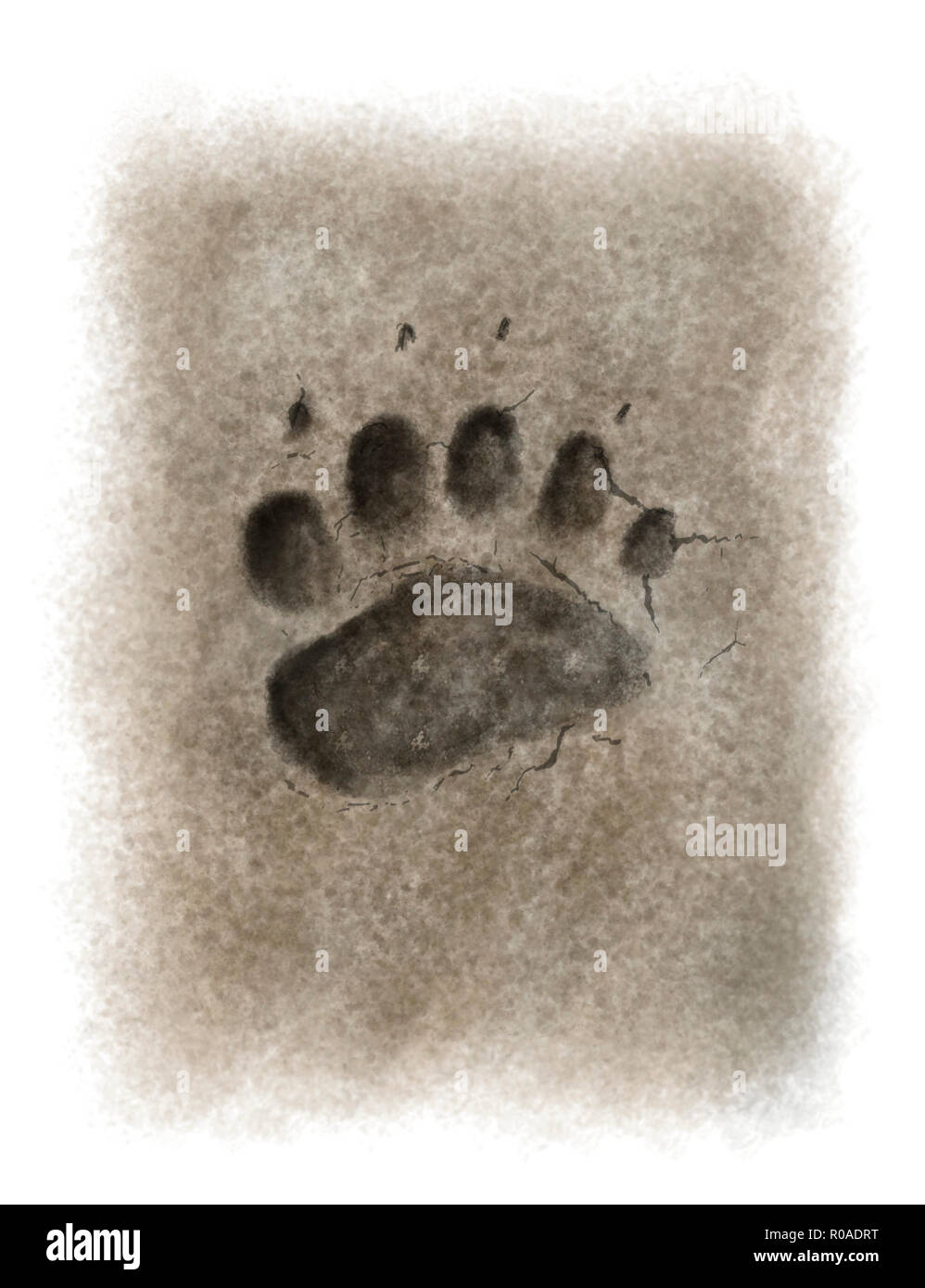 Bear footprint hi-res stock photography and images - Alamy