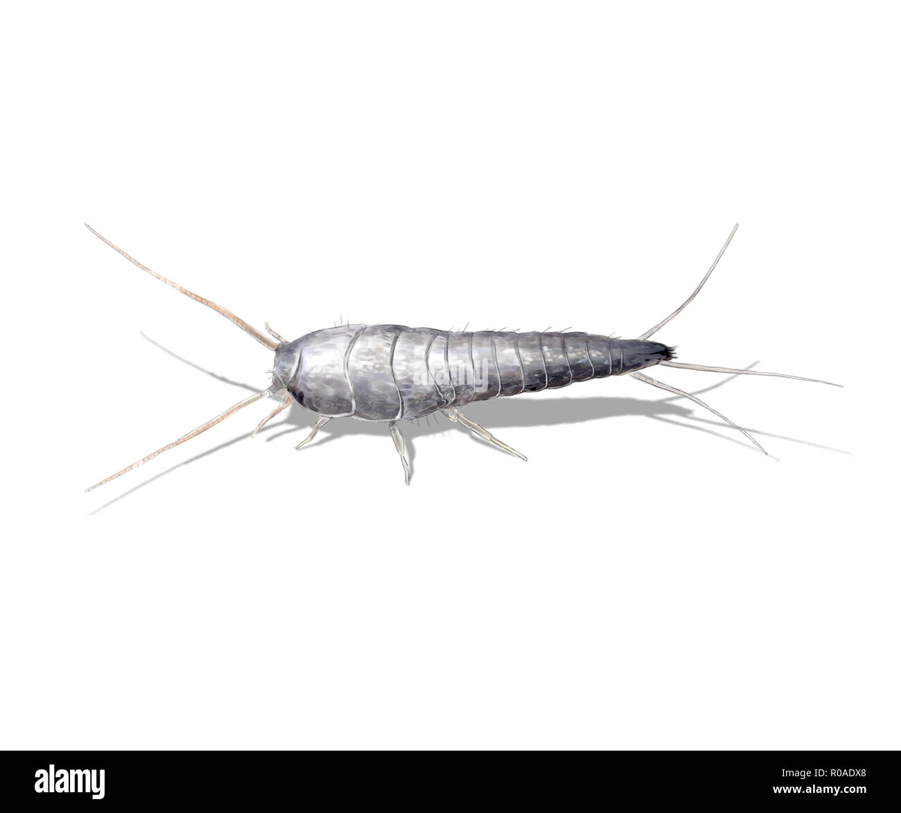 Silverfish Close Up High Resolution Stock Photography and Images - Alamy