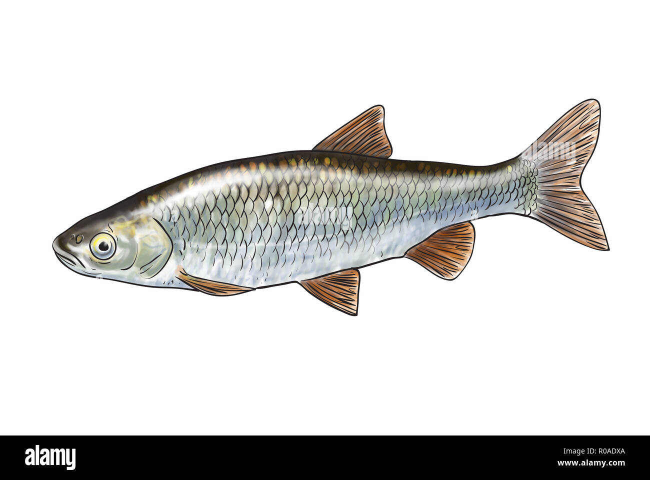 Digital illustration of freshwater fish,chub Stock Photo - Alamy