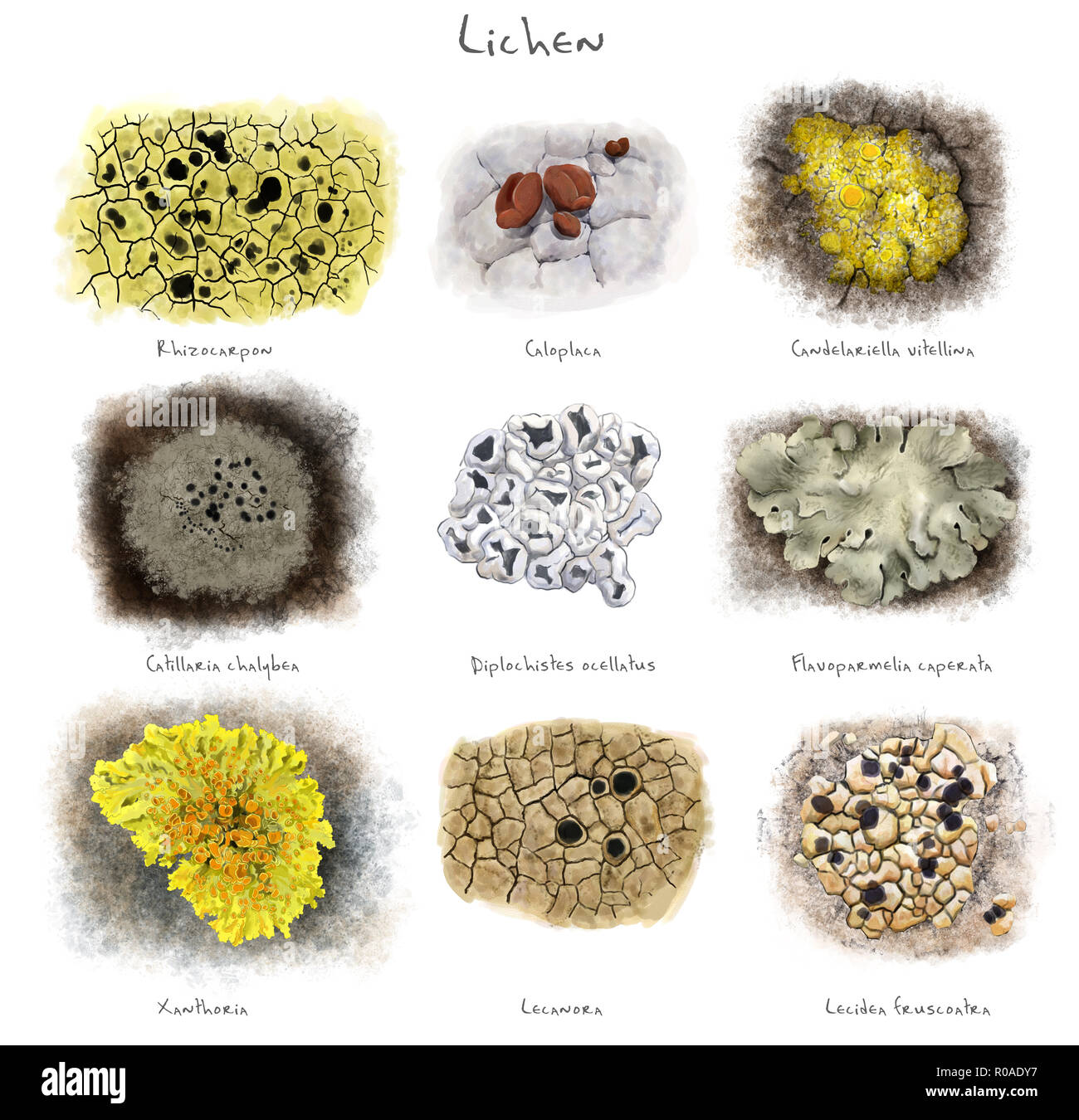 Digital illustration of 9 lichen species Stock Photo - Alamy