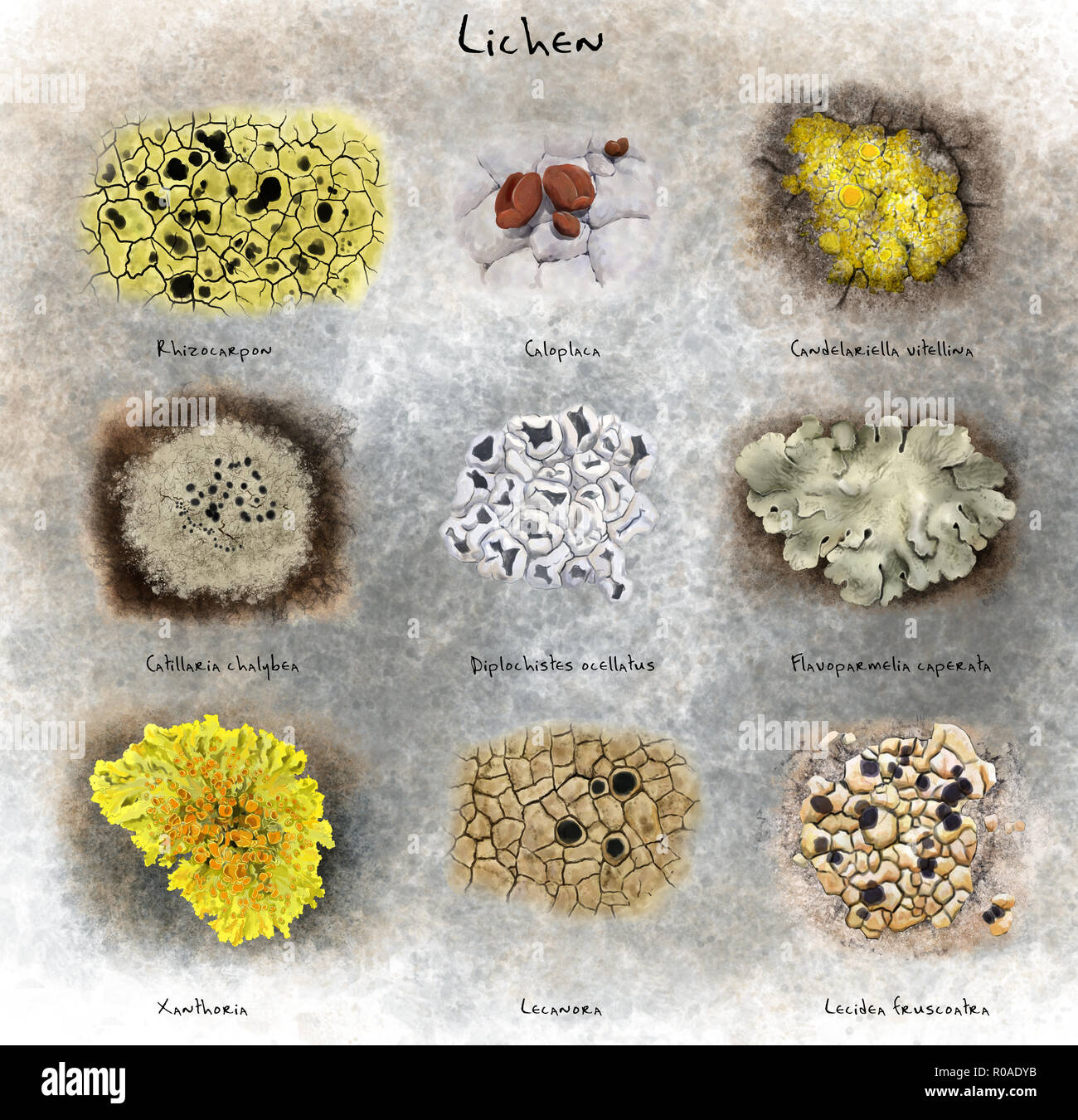 Digital illustration of 9 lichen species Stock Photo - Alamy