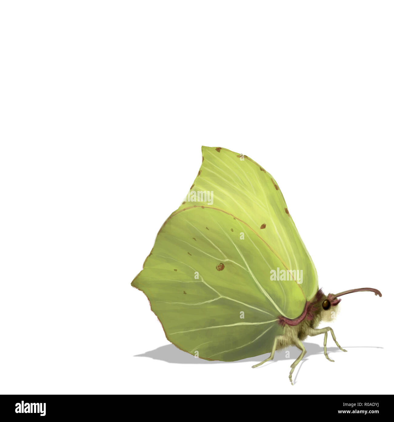 Digital illustration of a Common Brimstone isolated Stock Photo - Alamy
