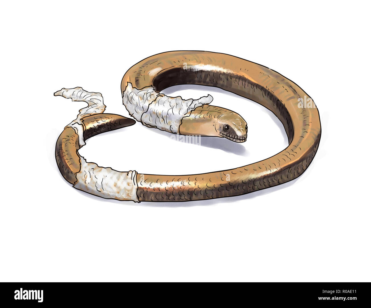 Digital worm hi-res stock photography and images - Alamy