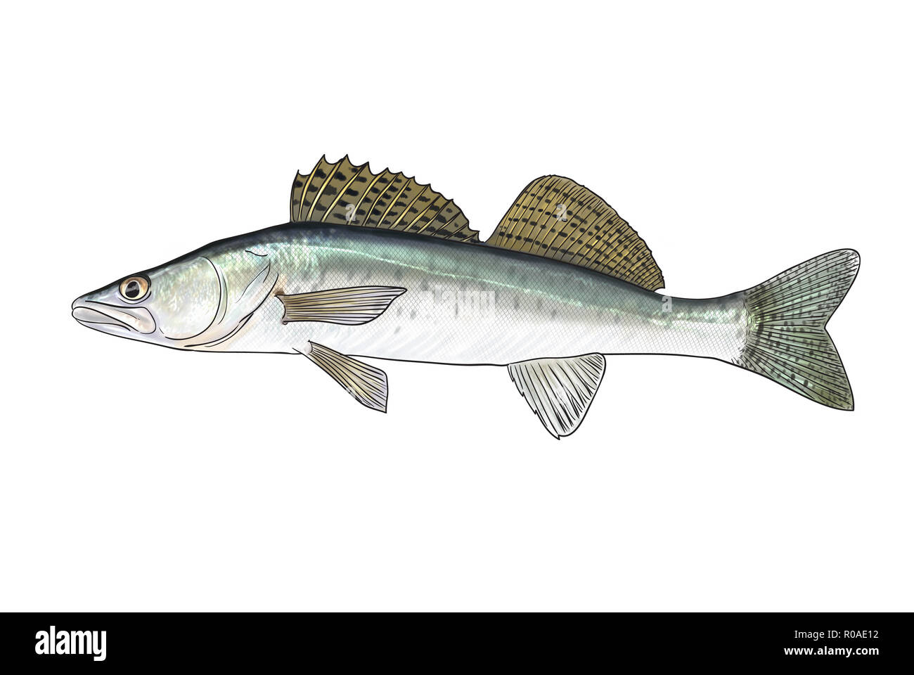Digital illustration of freshwater fish, zander Stock Photo - Alamy