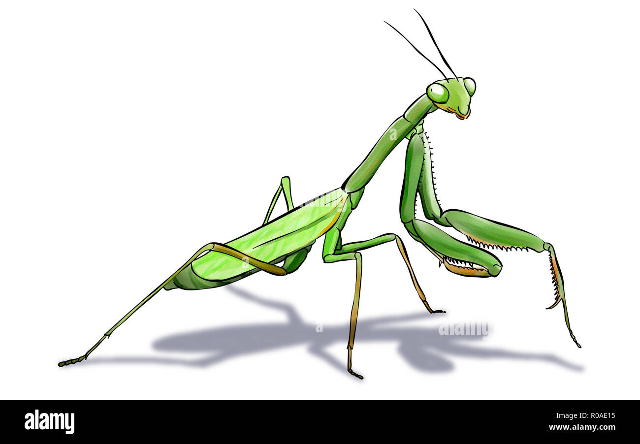 Digital illustration of a green mantis Stock Photo - Alamy