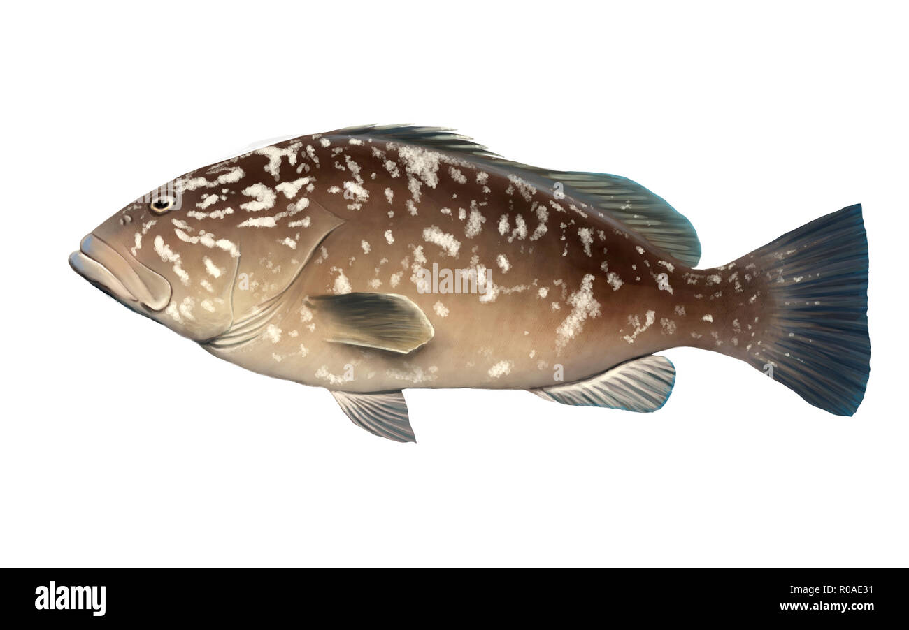 Digital illustration of a grouper Stock Photo - Alamy