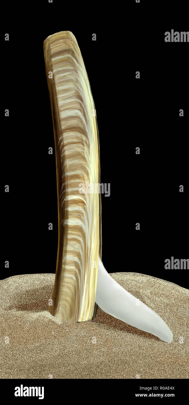 Digital illustration of a razor clam alive Stock Photo - Alamy