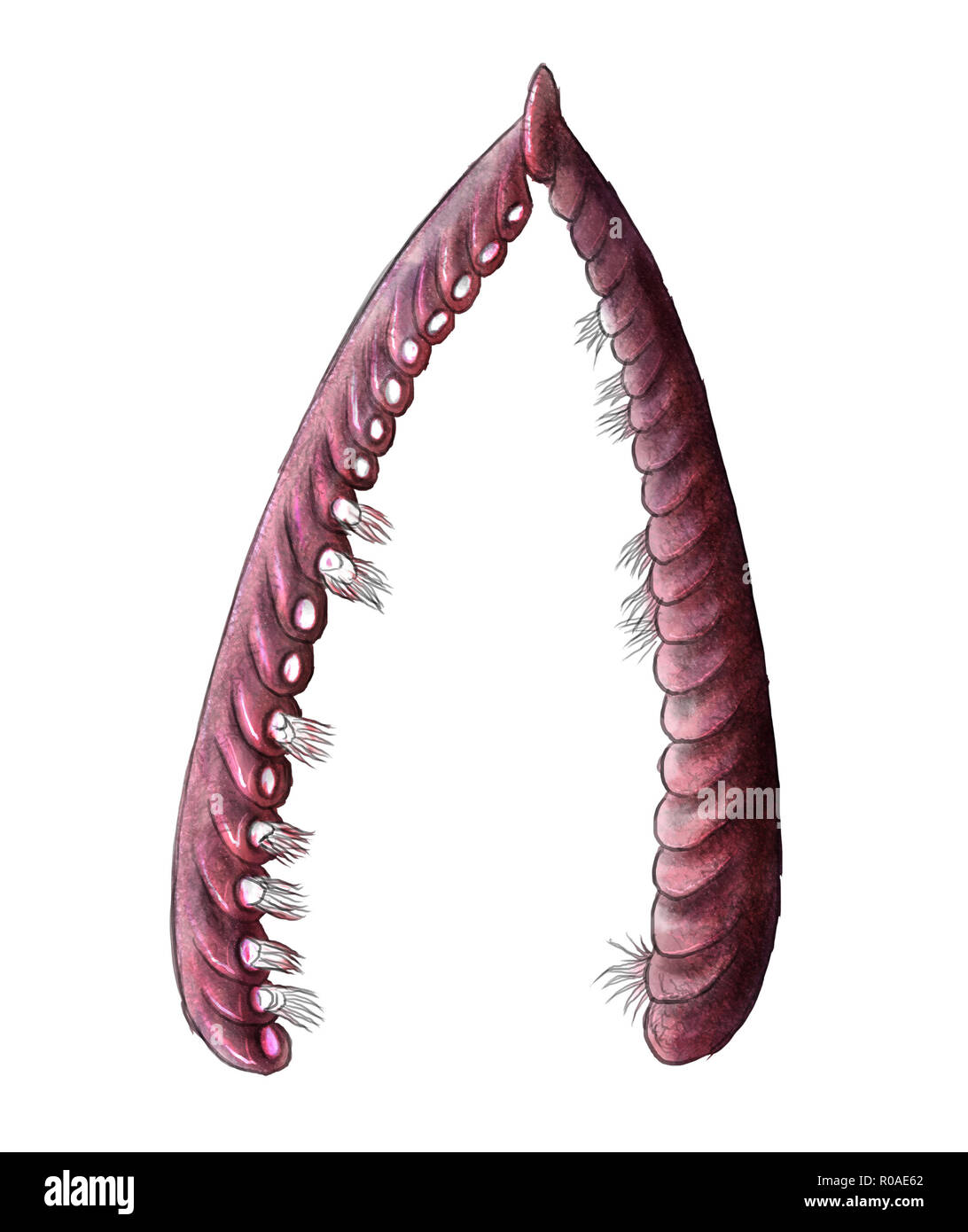 Digital illustration of a Cambrian graptolites Stock Photo - Alamy