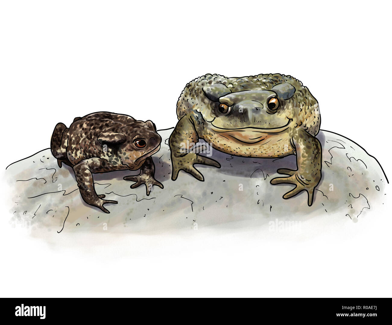 Female and male difference toad digital illustration Stock Photo - Alamy