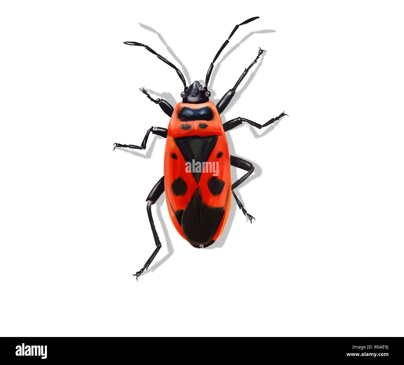 Hemiptera illustration hi-res stock photography and images - Alamy