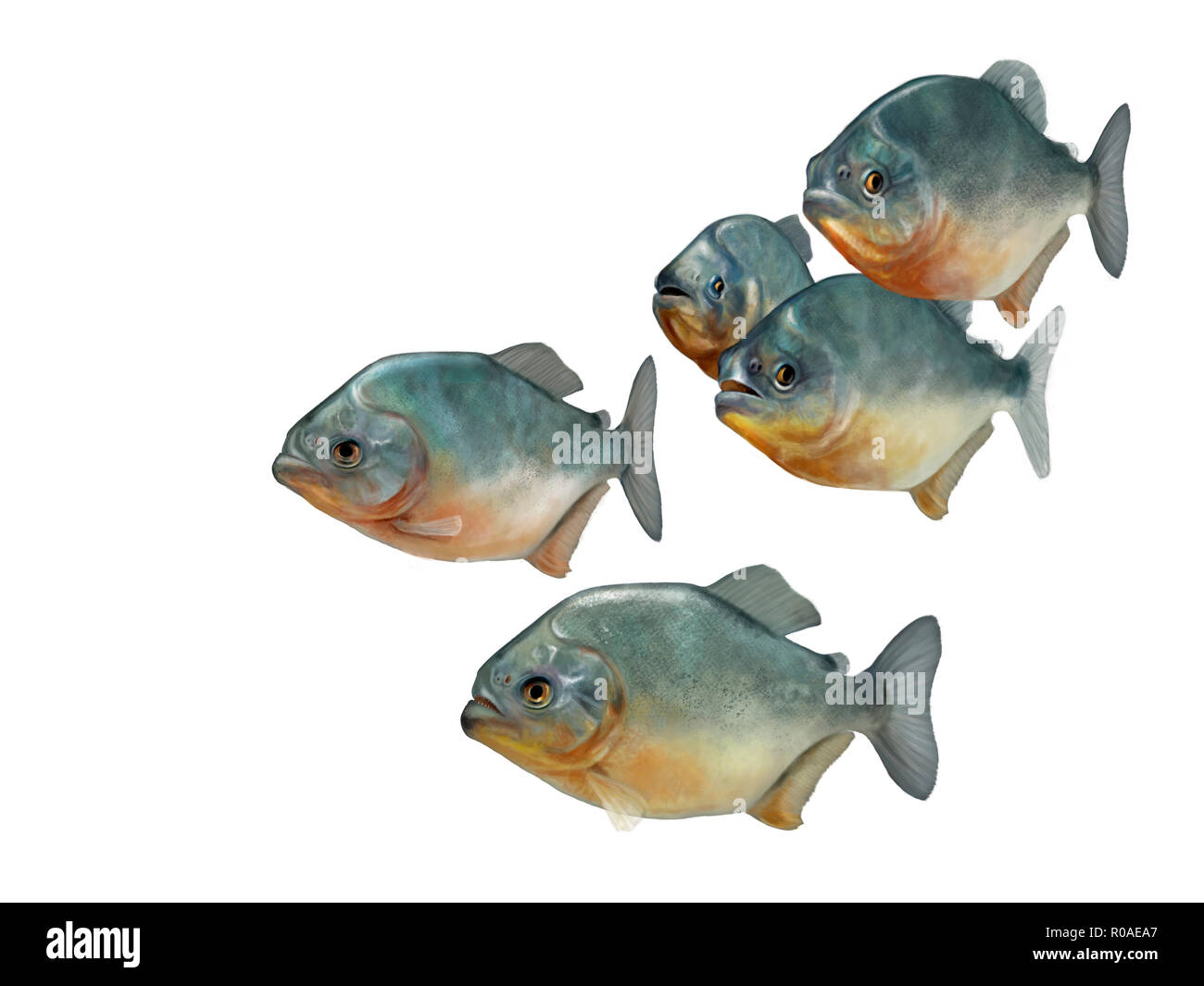 Digital illustration of a group of piranhas Stock Photo - Alamy