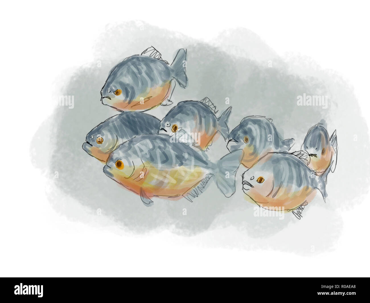 Digital Sketch of a group of piranhas Stock Photo - Alamy