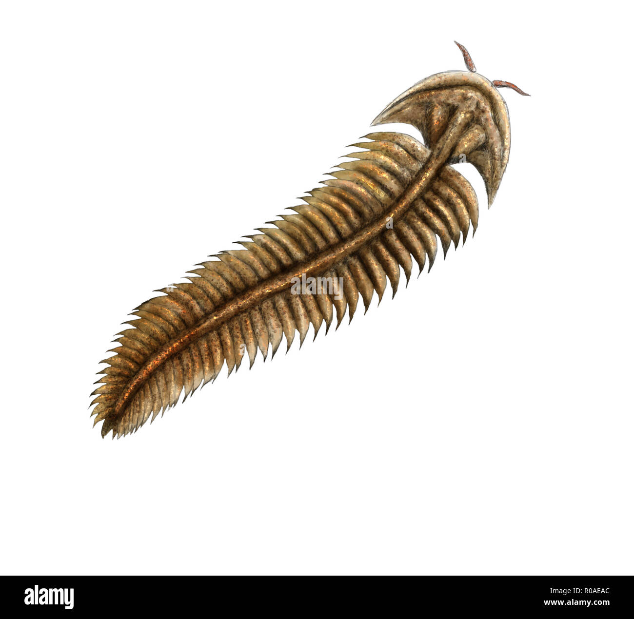 Ediacara Spriggina fossil, digital illustration Stock Photo - Alamy