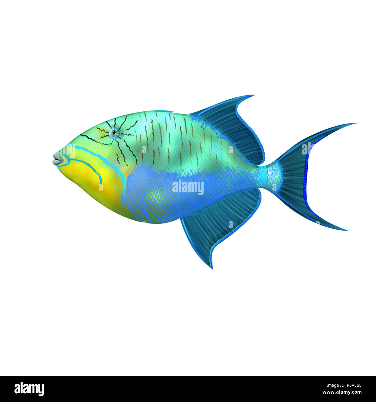 Triggerfish underwater Cut Out Stock Images & Pictures - Alamy