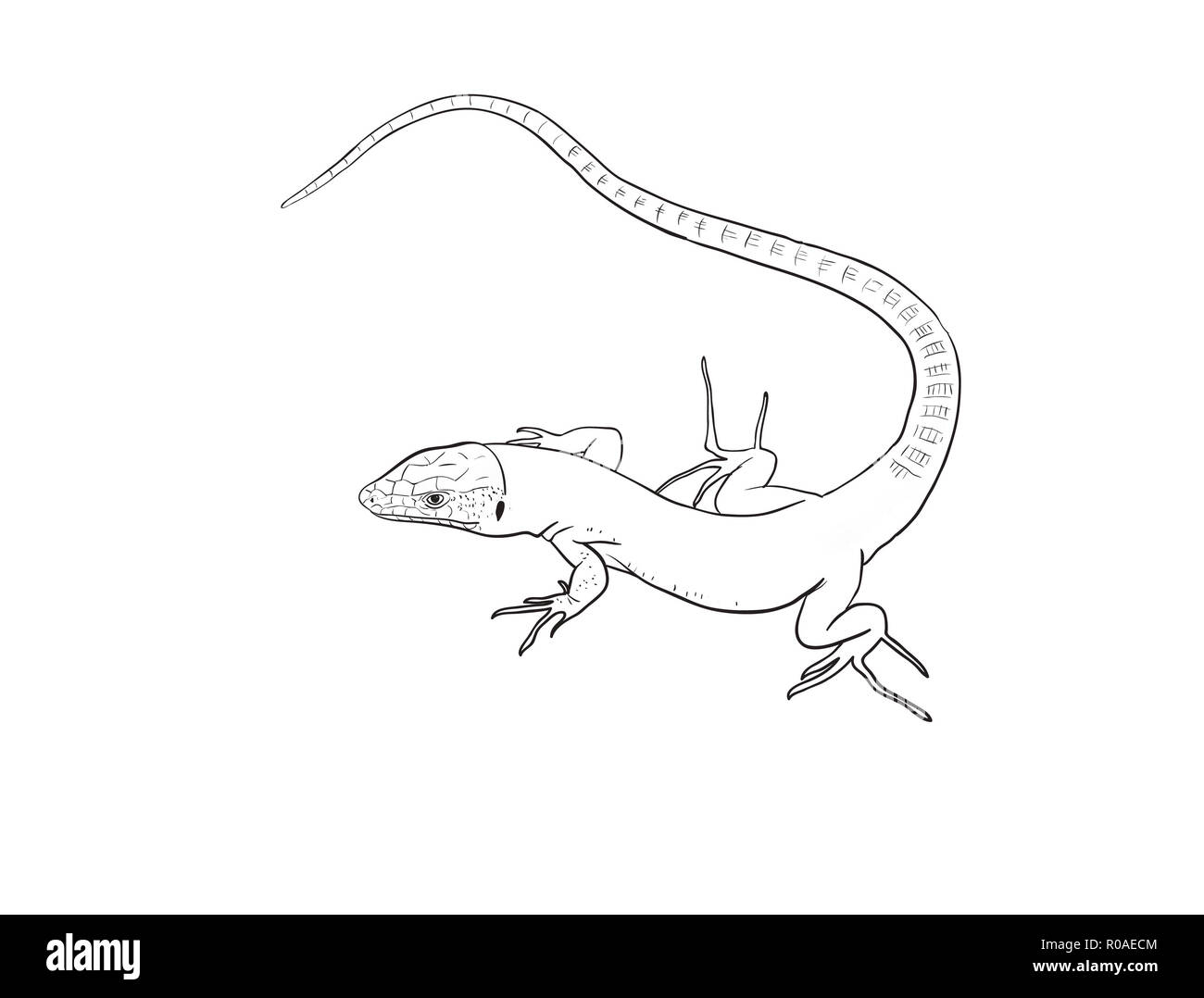 Lizard digital illustration, long tail Stock Photo - Alamy