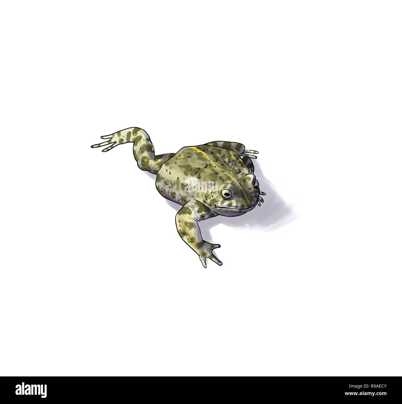 Digital illustration of a Natterjack toad inked Stock Photo - Alamy
