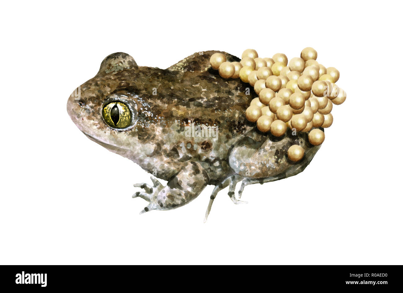 Digital illustration of a Common midwife toad Stock Photo - Alamy