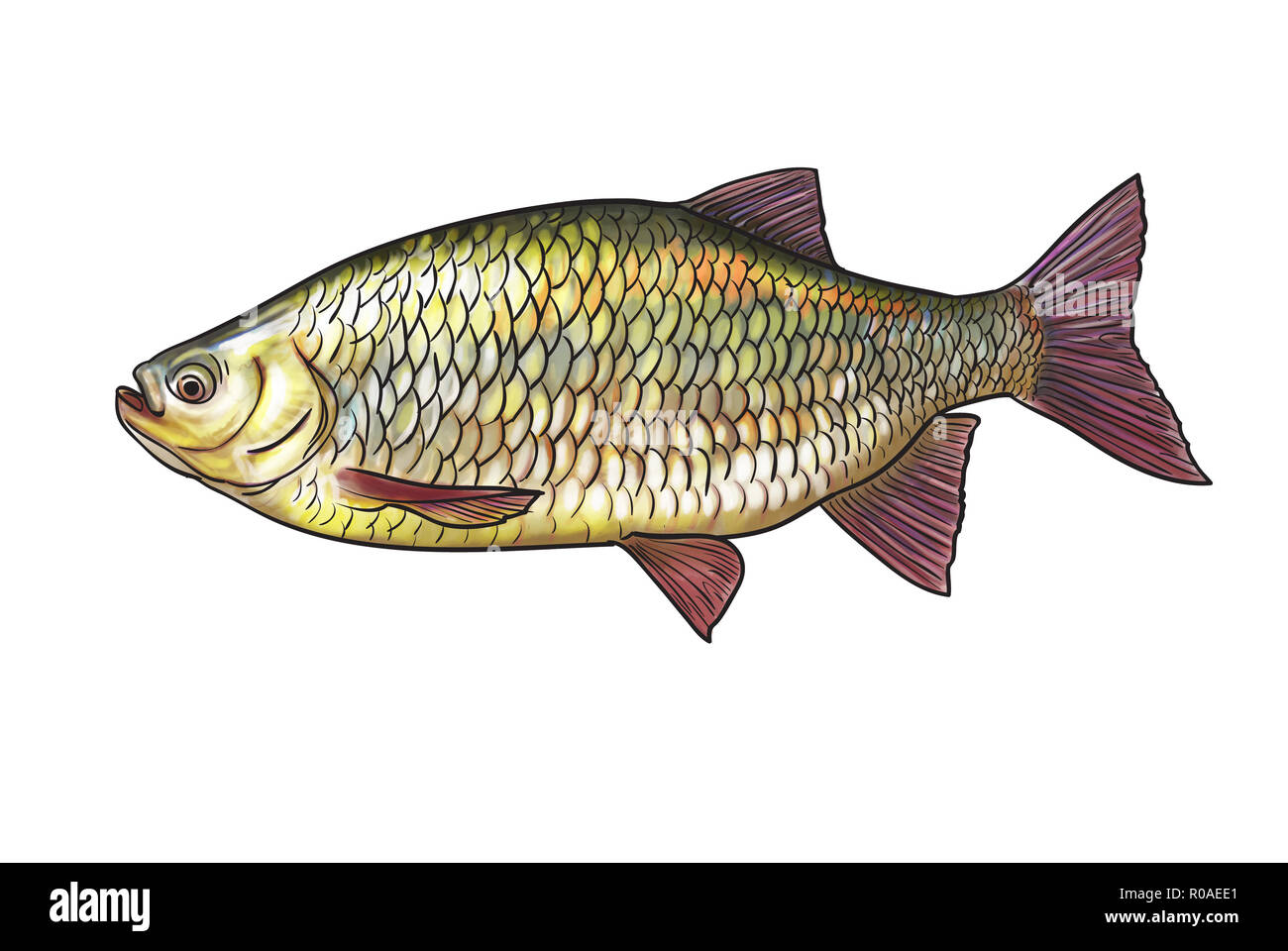 Digital illustration of freshwater fish, common rudd Stock Photo - Alamy