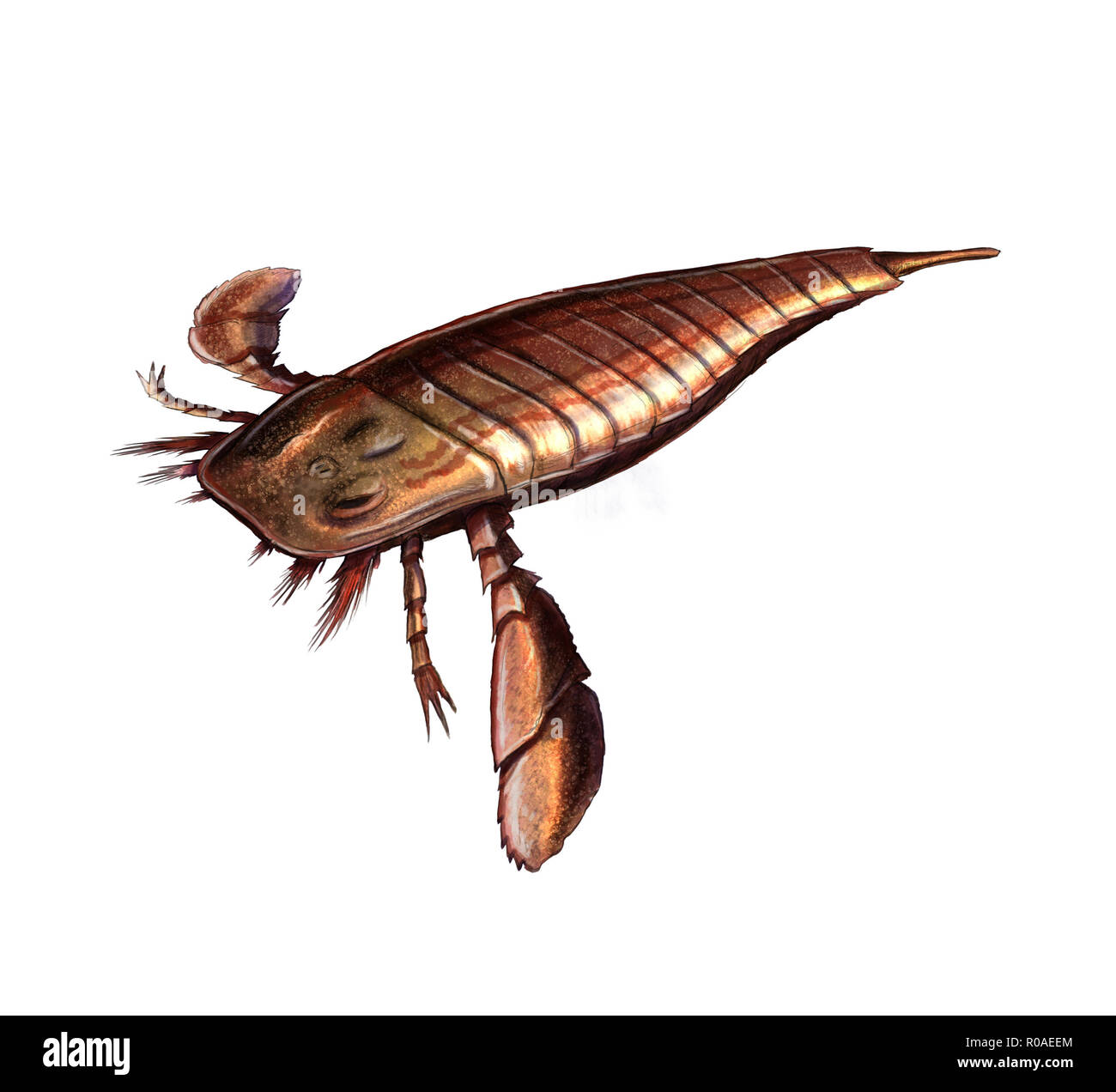 Eurypterid fossil hi-res stock photography and images - Alamy