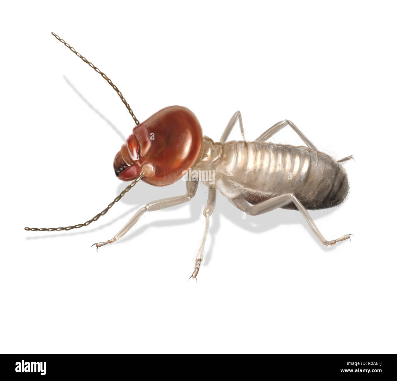 Digital illustration of a worker termite Stock Photo - Alamy