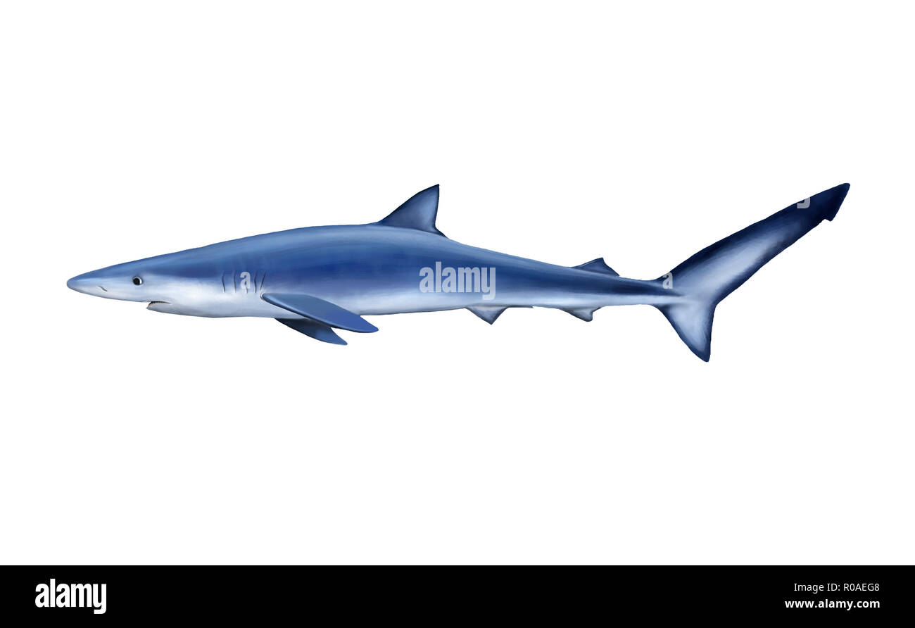 Digital illustration of a blue shark Stock Photo - Alamy