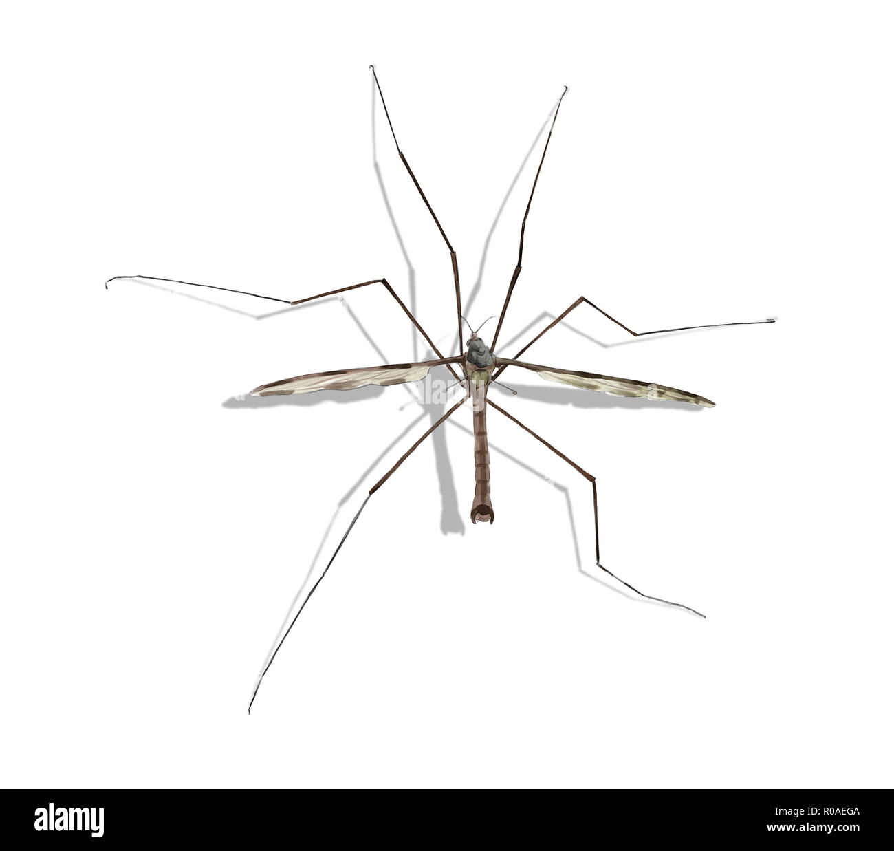 Digital illustration of a crane fly Stock Photo - Alamy
