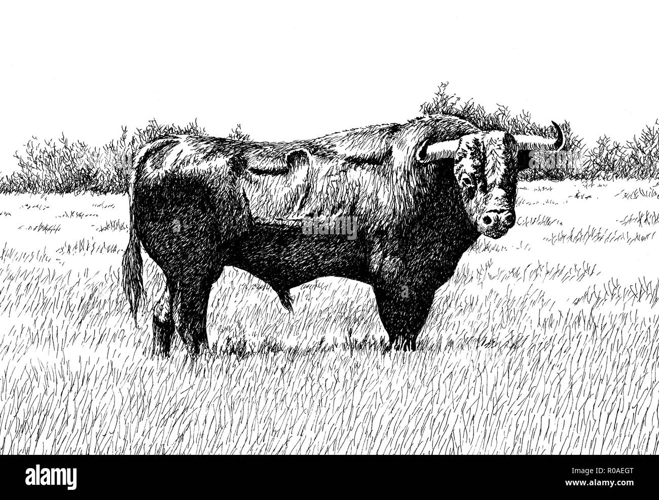 Digital illustration of a bull Stock Photo - Alamy