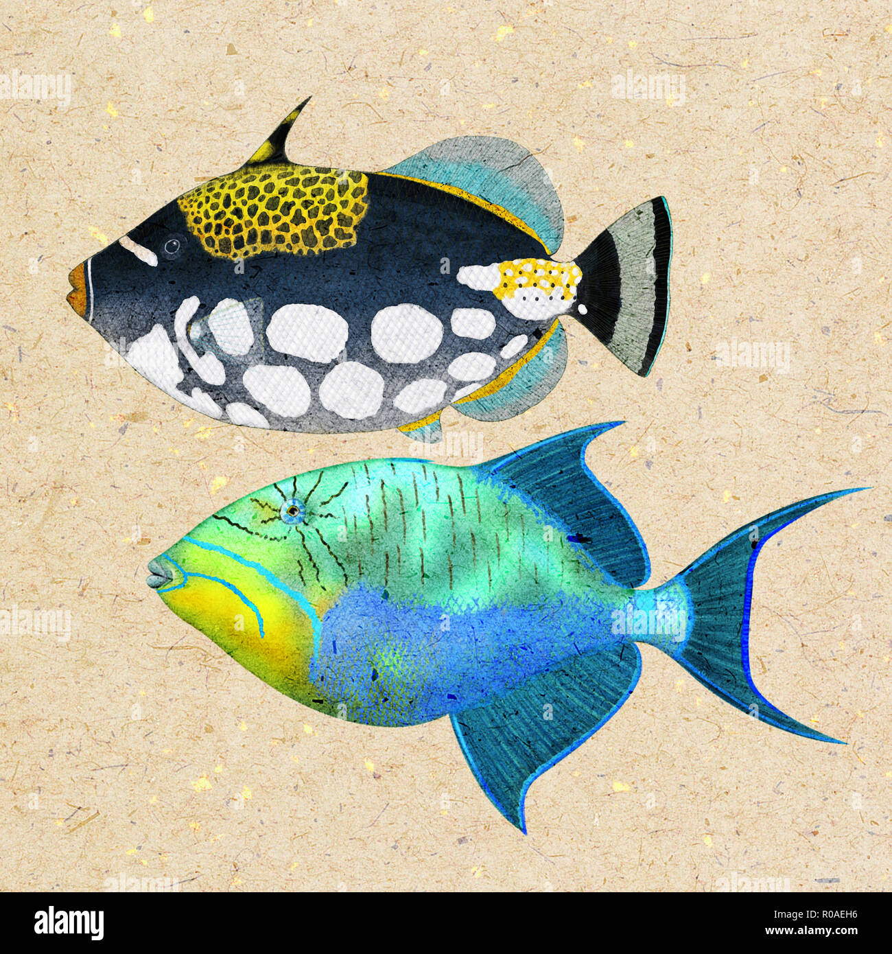 Queen triggerfish hi-res stock photography and images - Alamy