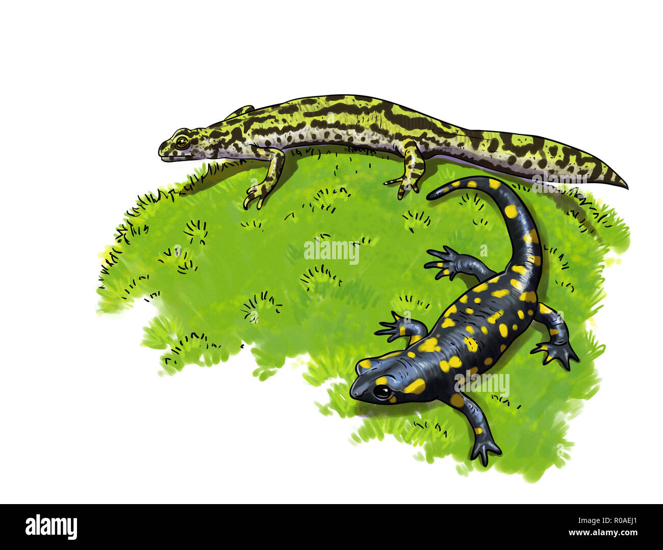 Tail amphibians Cut Out Stock Images & Pictures - Alamy