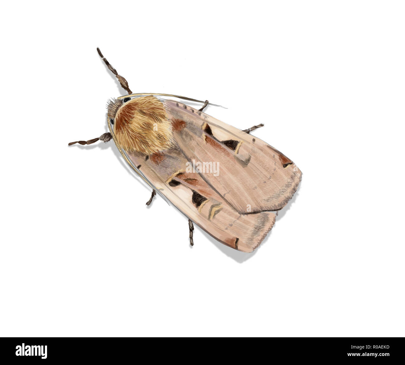 Digital illustration of the moth Setaceous Hebrew character Stock Photo ...