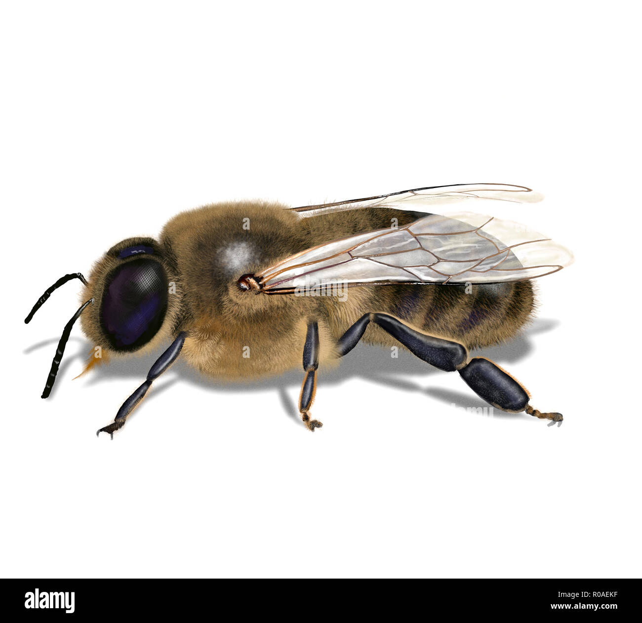 Drone bee Cut Out Stock Images & Pictures - Alamy