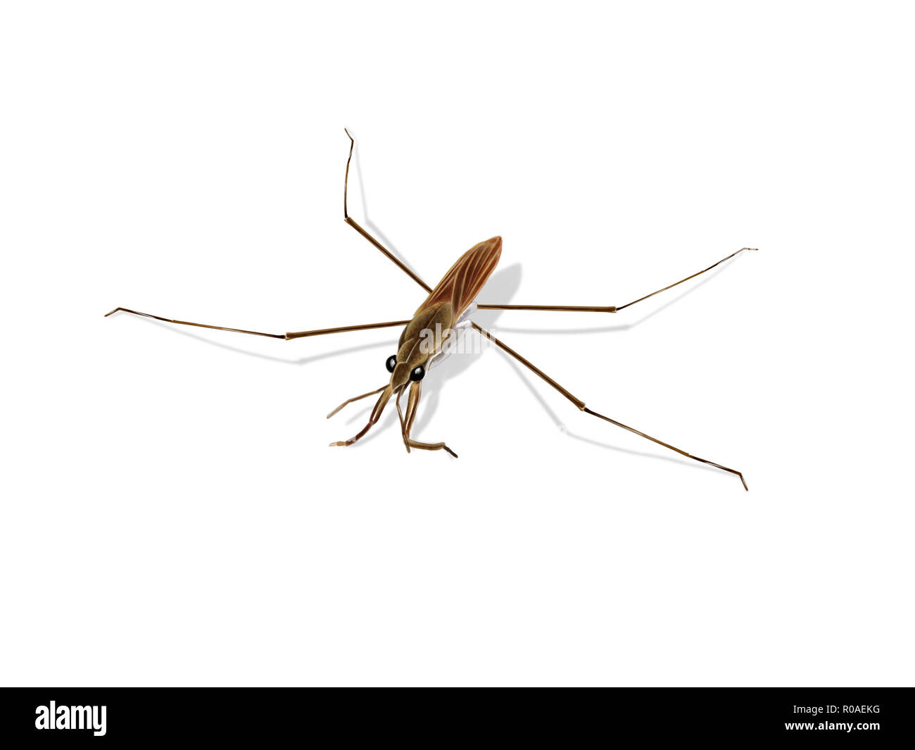 Digital illustration of a common pond skater Stock Photo - Alamy