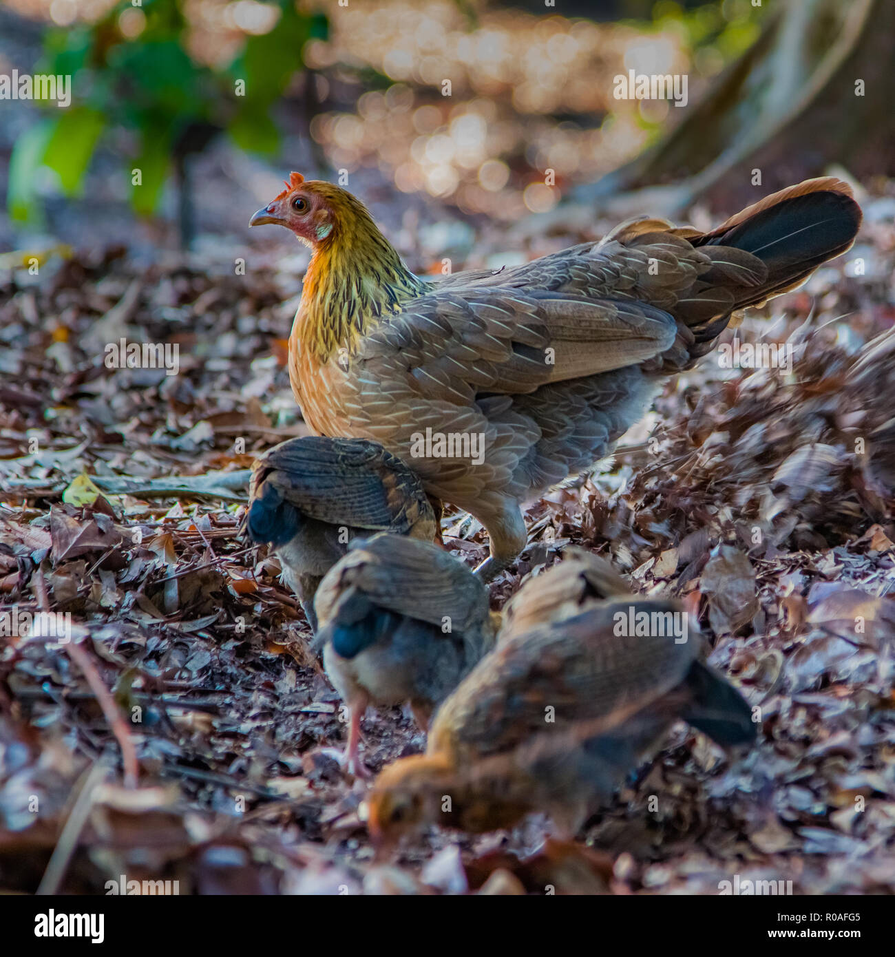 A wild hen with her chicks foraging in the forest Stock Photo - Alamy