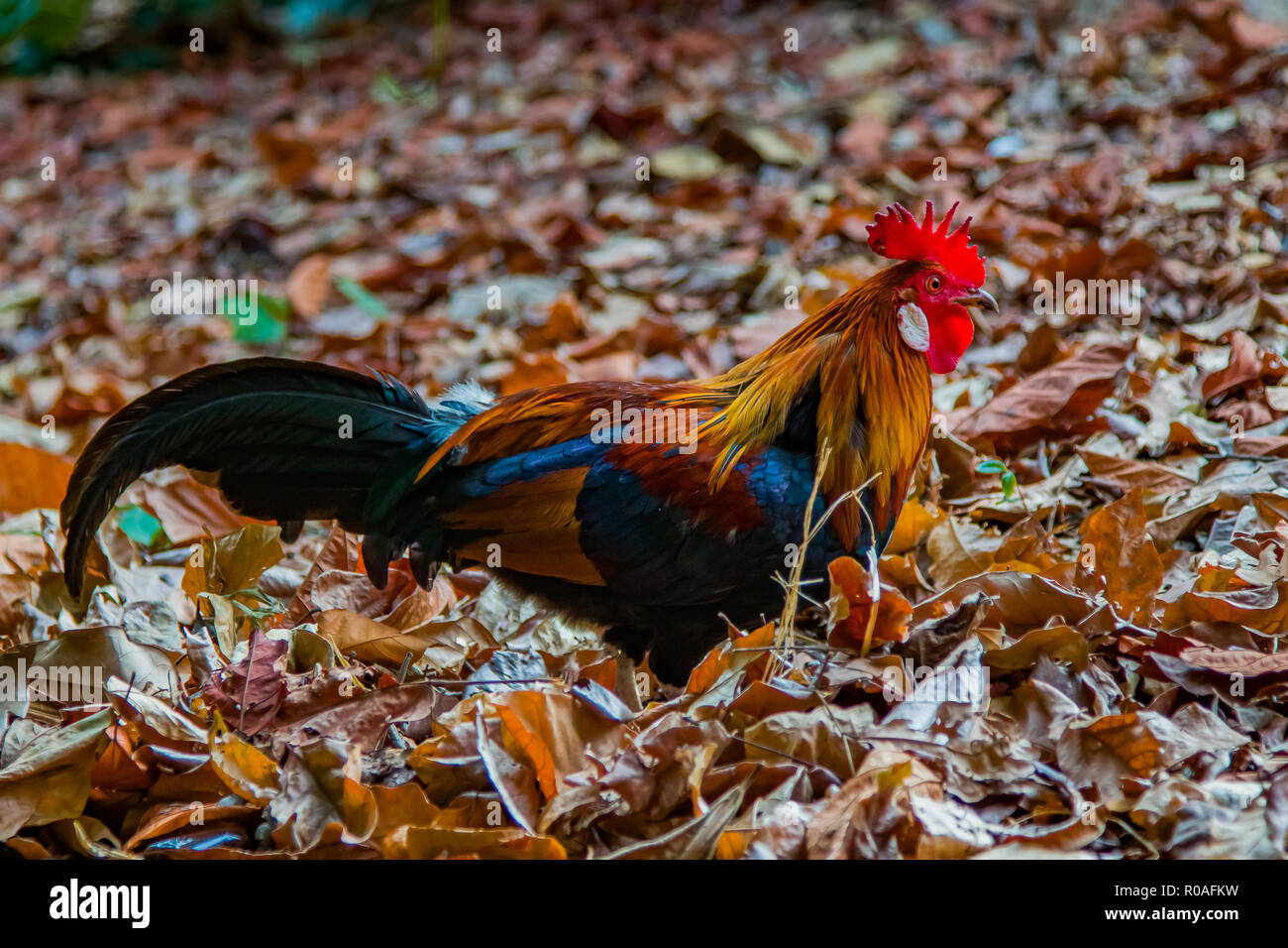 Wild rooster hi-res stock photography and images - Alamy