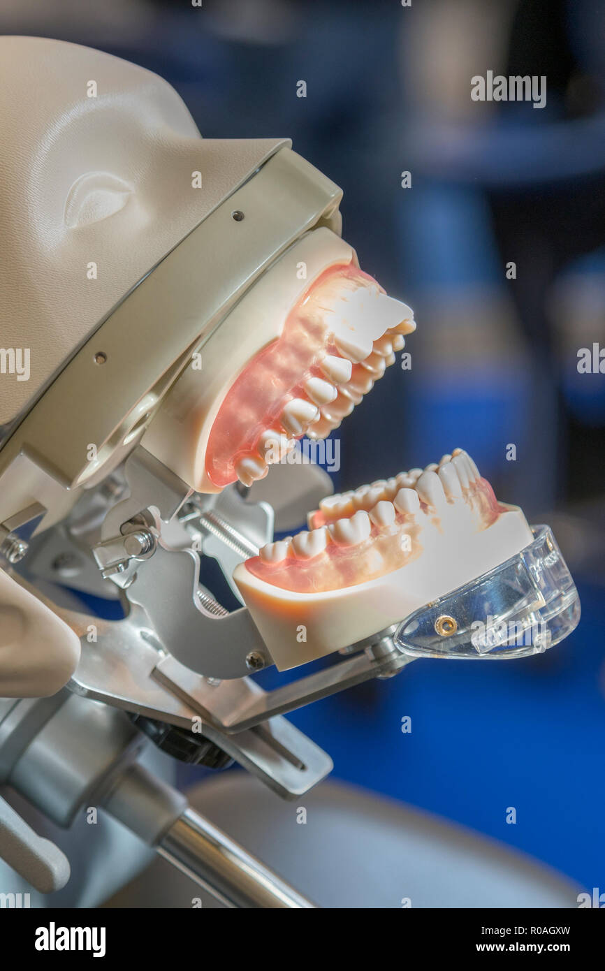 Layout of a human skull with open jaw. The layout of the human jaw ...