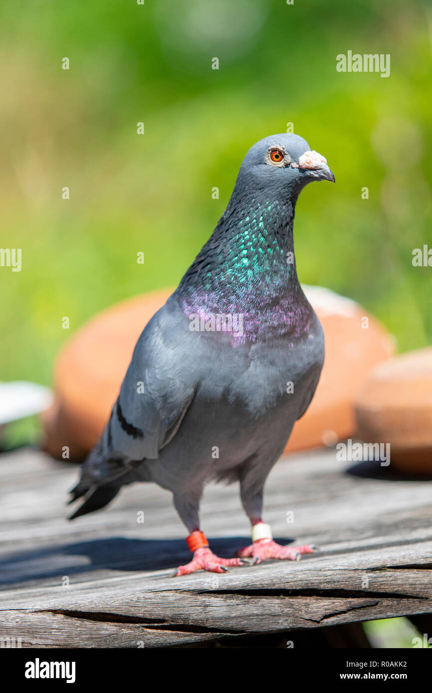 full body of speed racing pigeon bird standing outdoor Stock Photo - Alamy