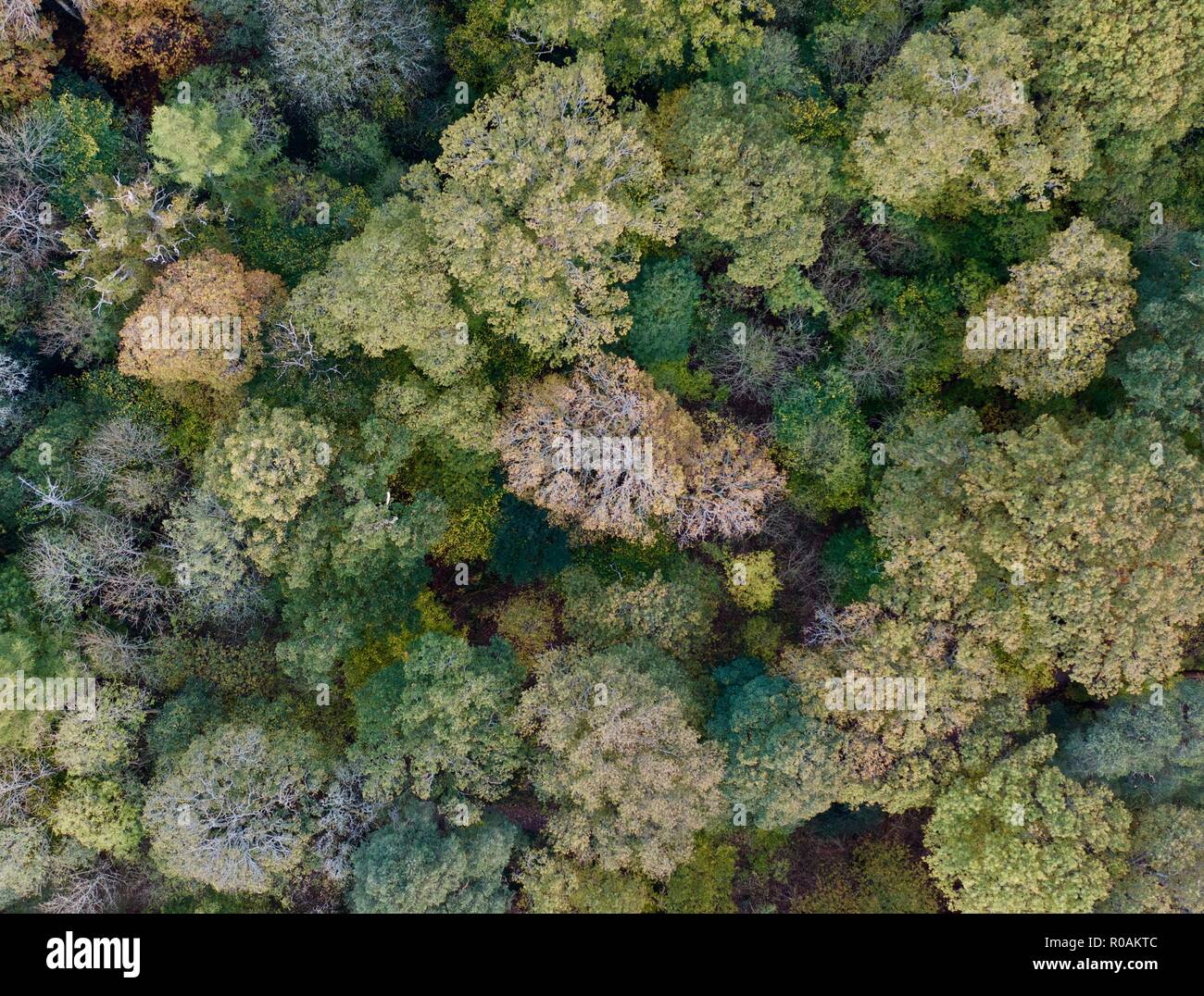 Tree canopy top down hi-res stock photography and images - Alamy