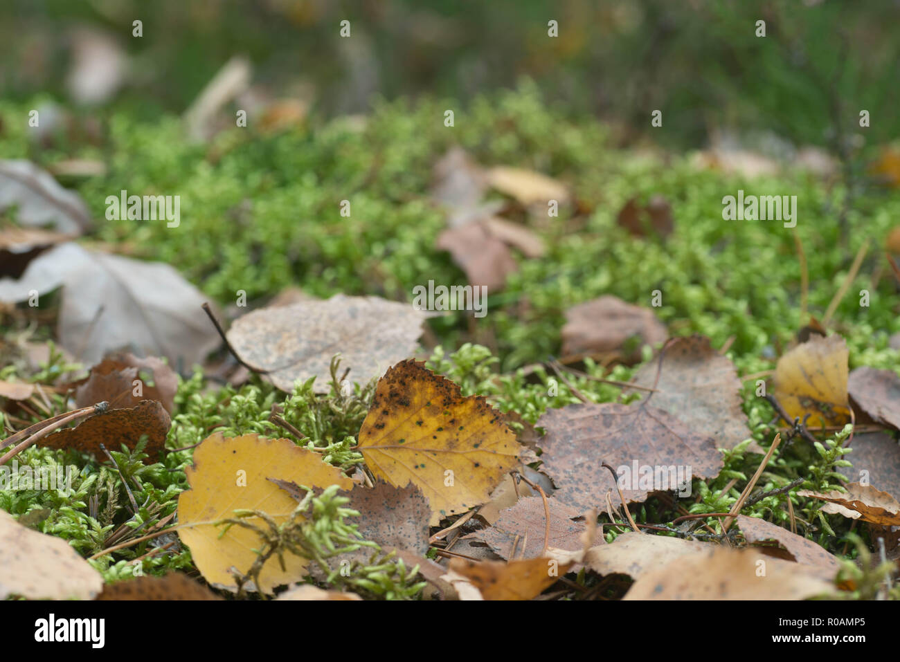 Moss growing on fallen wood hi-res stock photography and images - Alamy