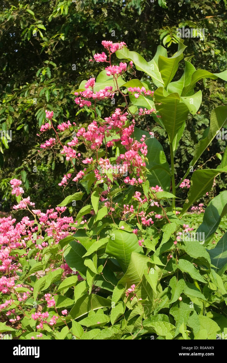Flowers in Goa state. India Stock Photo - Alamy