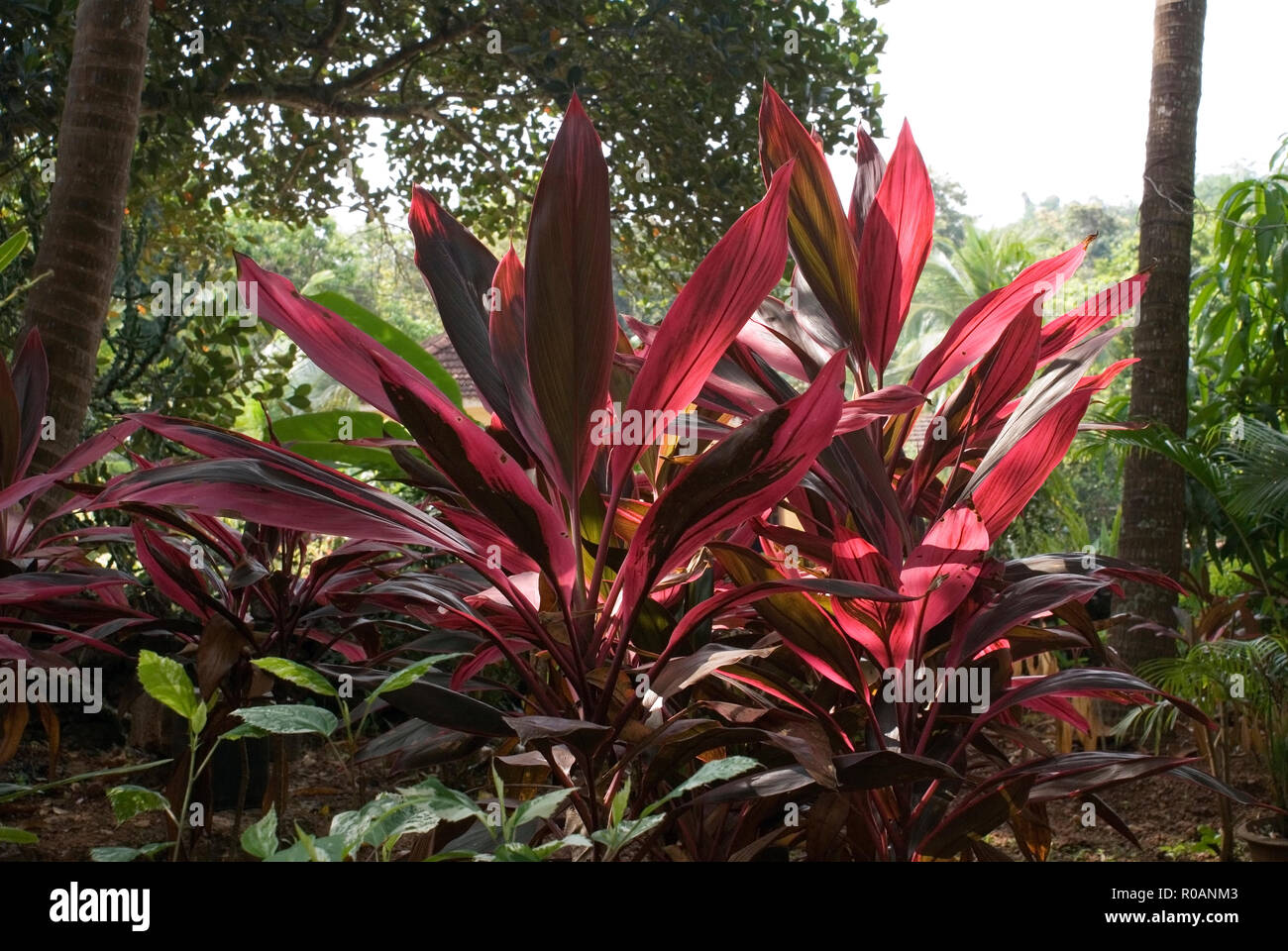 Flowers in Goa state. India Stock Photo - Alamy