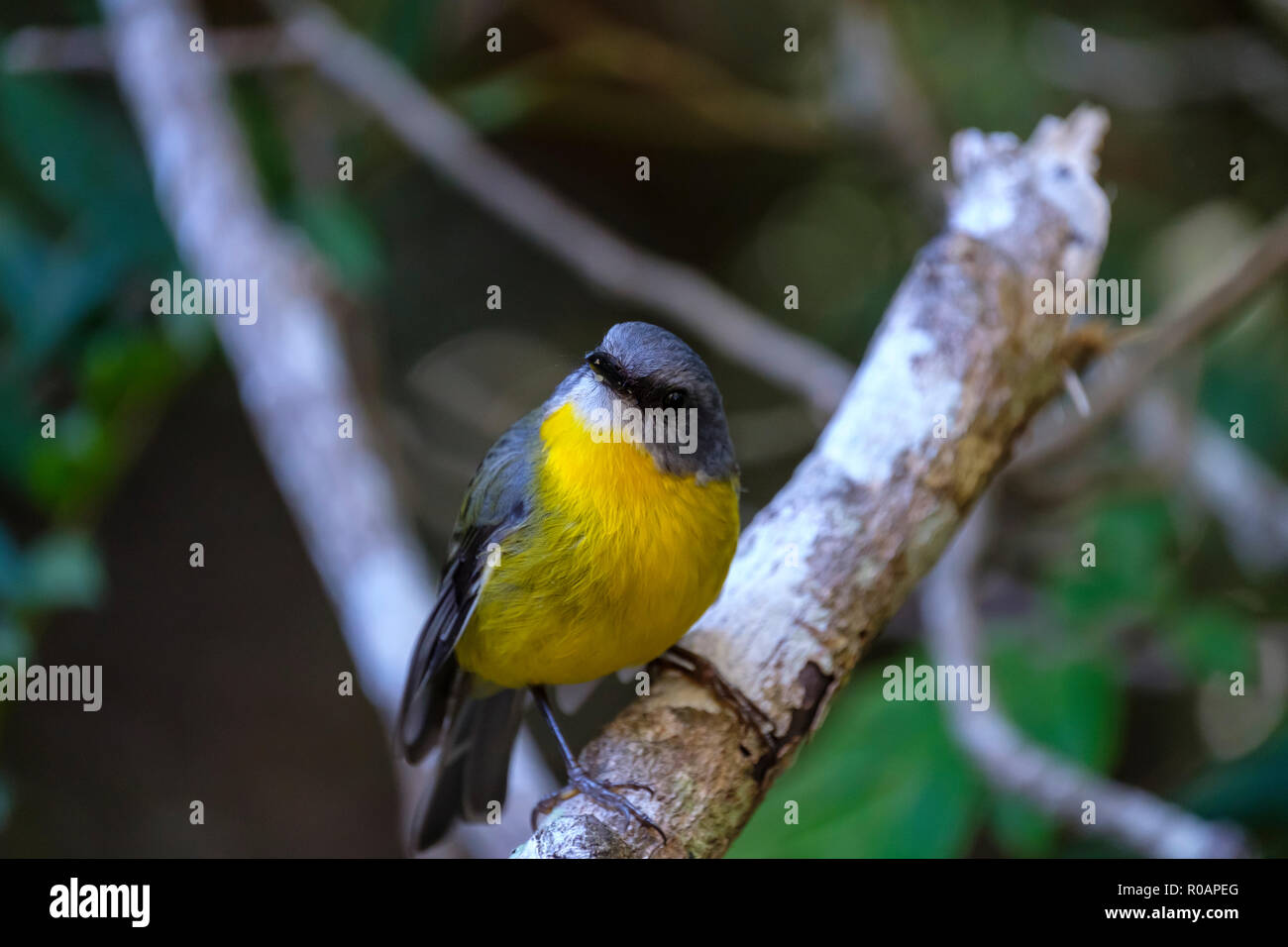 Eastern Yellow Robin - At O'Reilly's Rainforest Retreat, Lamington ...