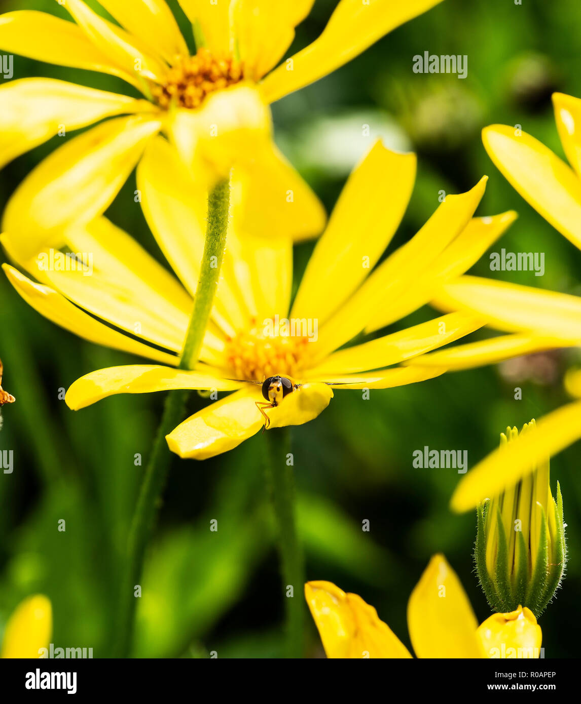 Busy bees on flowers in Carlisle Park Morpeth England Stock Photo - Alamy