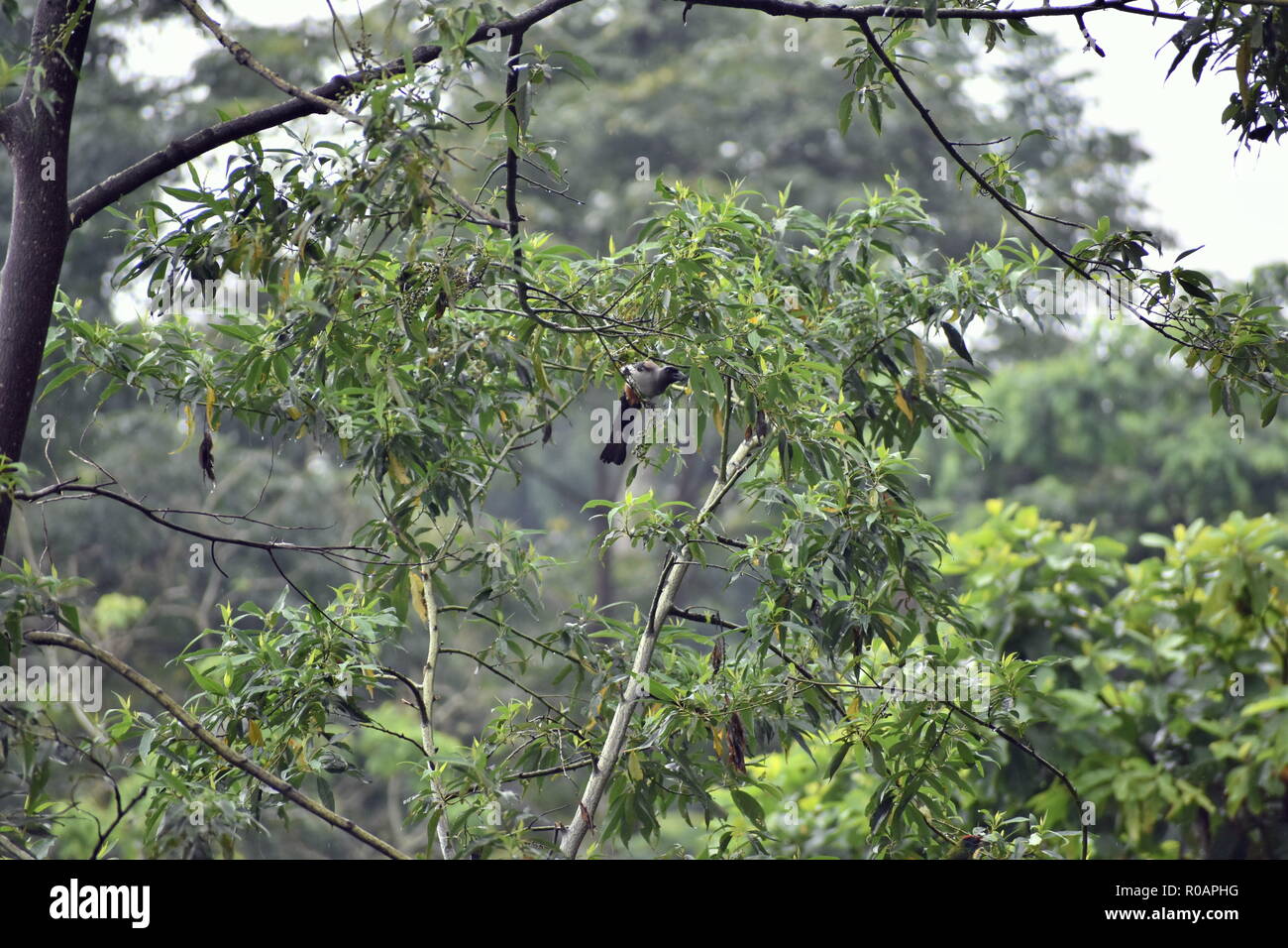 Grey treepie hi-res stock photography and images - Alamy