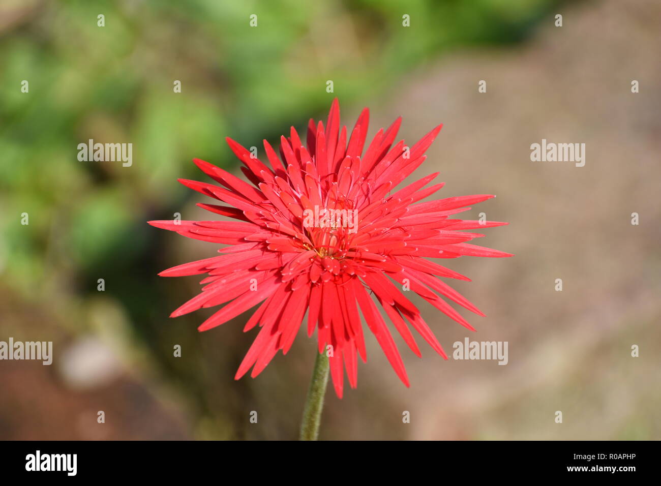 Garbera hi-res stock photography and images - Alamy