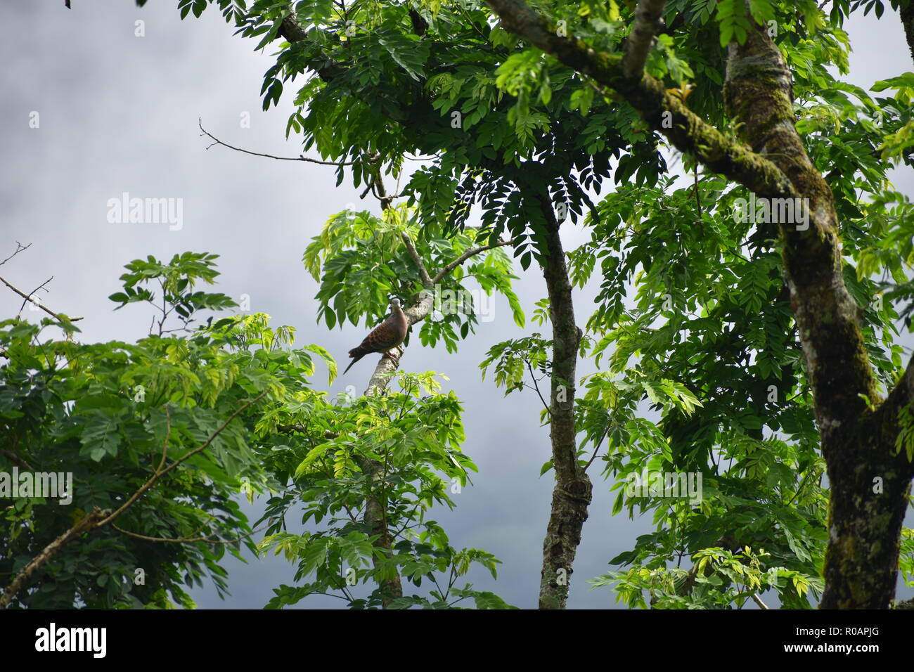 Himalayan birds hi-res stock photography and images - Alamy